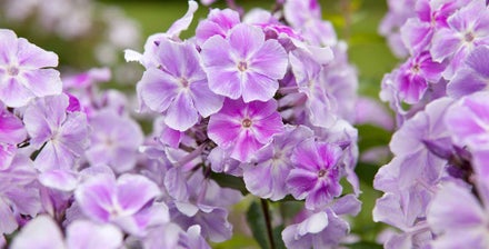 Hardy geraniums / RHS Plant Guide