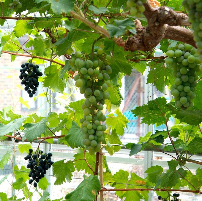 Grapes: Guyot training and pruning | RHS Advice