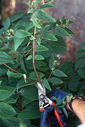 Cotinus / RHS Plant Guide