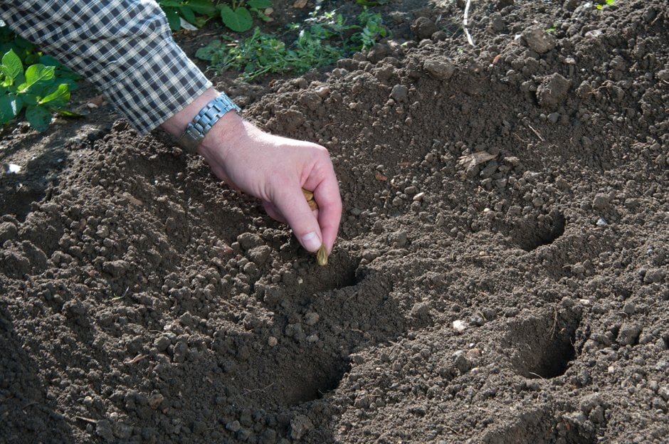 How to grow broad beans | RHS Guide