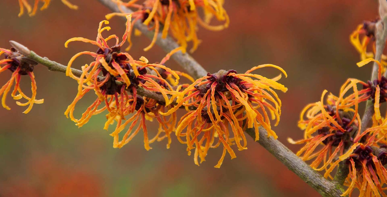 How to grow witch hazel / RHS Growing Guide