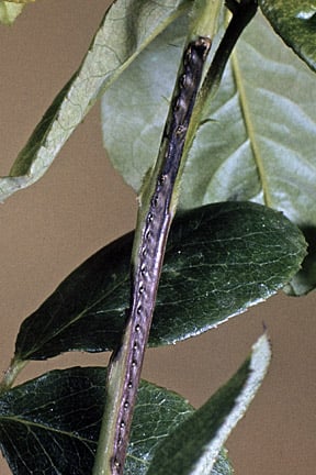 Large rose sawfly: Identification & Control | RHS Advice