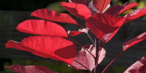 Cotinus / RHS Plant Guide