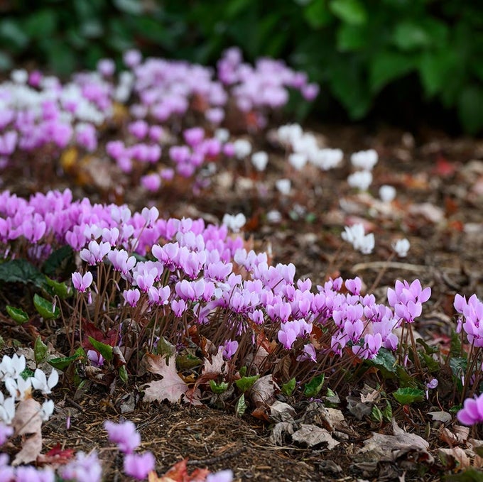 Shade Gardening Tips and Plant Ideas | RHS Advice