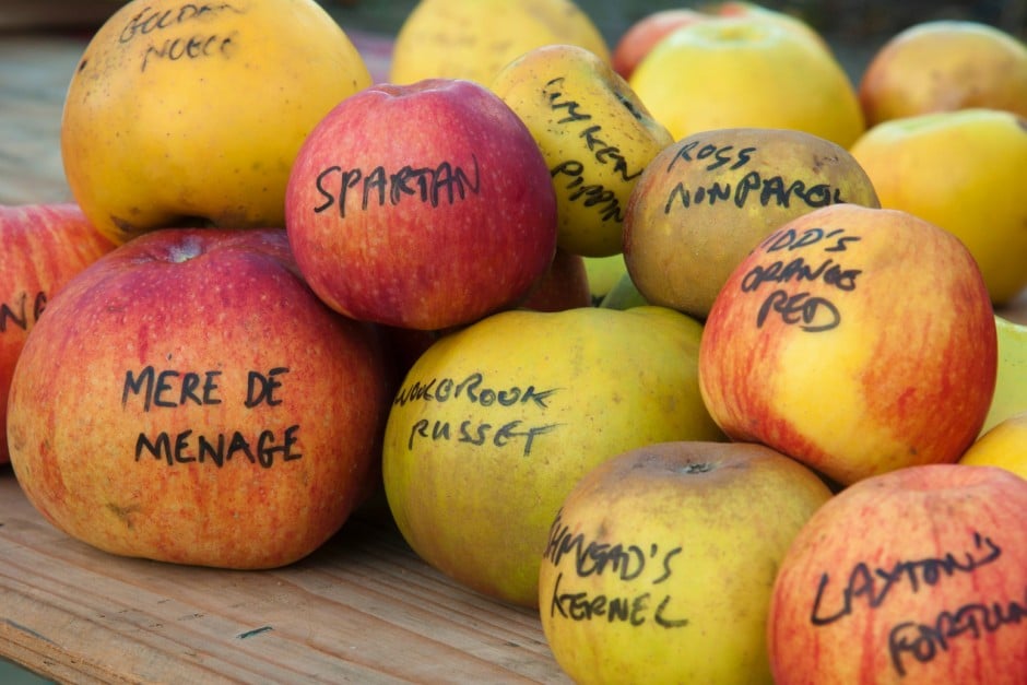 How to grow apples | RHS Guide