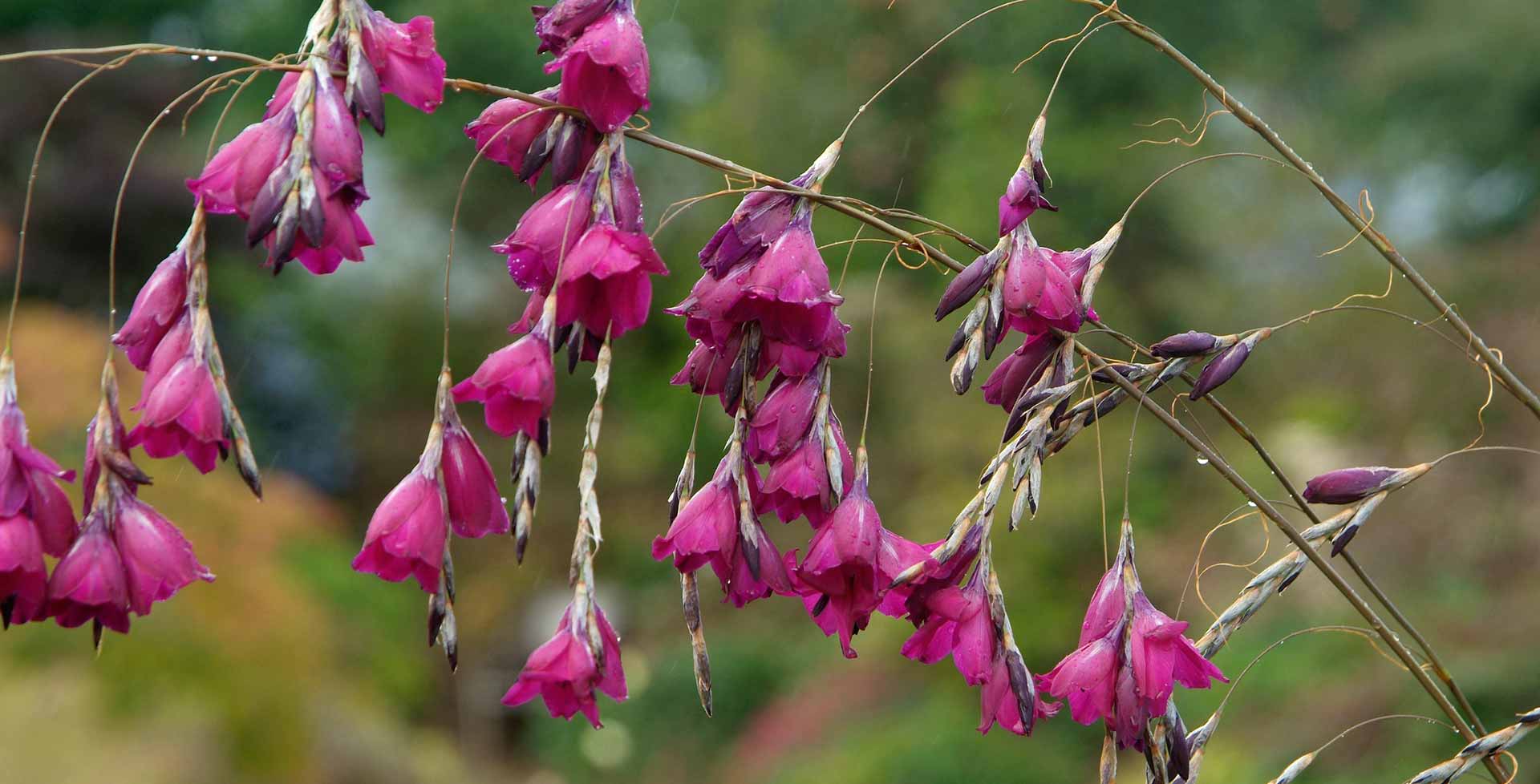 Dierama (Angel's fishing rod) / RHS Plant Guide