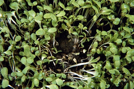 Damping off: Causes, Symptoms & Control | RHS Advice