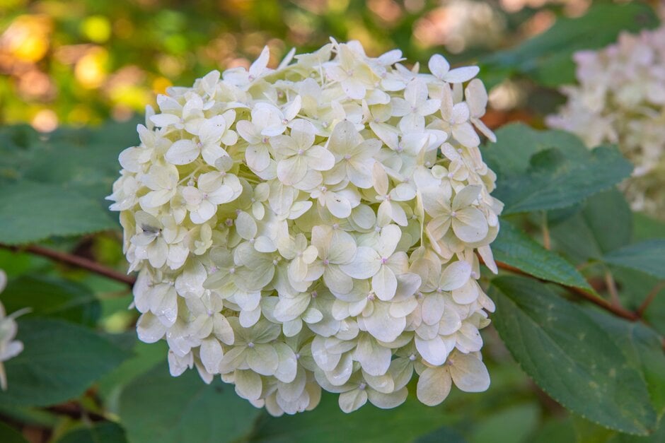 Damp soil planting ideas | RHS Advice