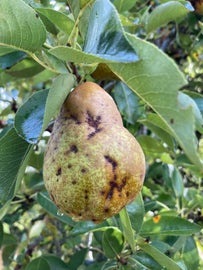 Apple and Pear Scab: Prevention and Treatment | RHS Advice