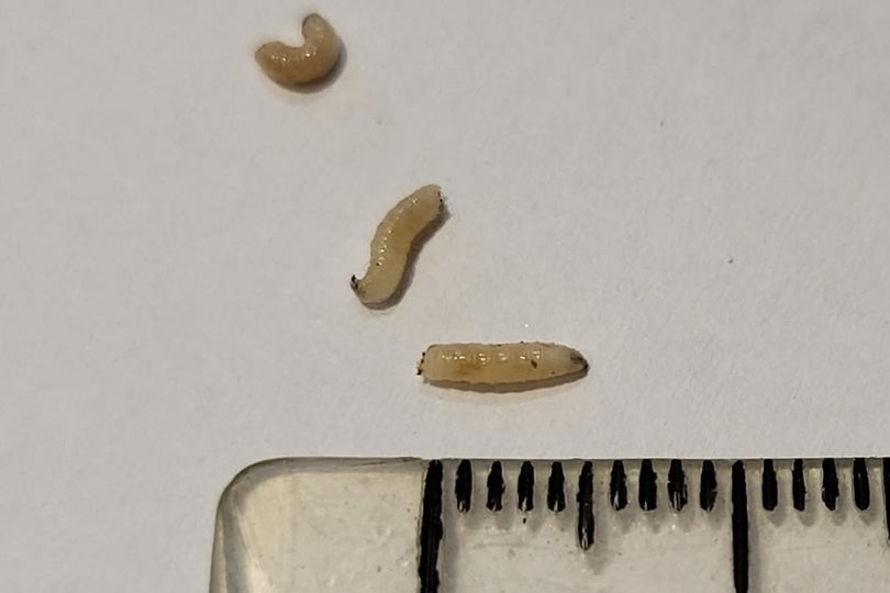 Cabbage root fly | RHS Advice