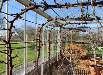 Grapes: pruning and training | RHS Advice