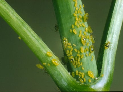Conifer aphids | RHS Advice