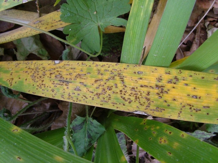 Rust diseases: Symptoms & Control | RHS Advice