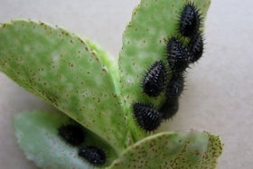 Euonymus Scale: How to Spot and Control | RHS Advice