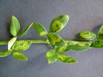 Plant Viruses: Identification & Management | RHS Advice