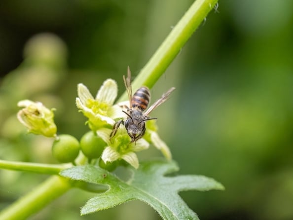 Bryony | RHS Advice