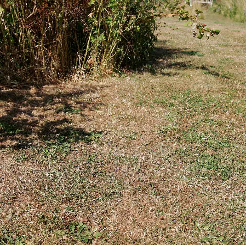Lawns: Dry Patch Problems & Fixes | RHS Advice