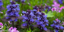 Hardy geraniums / RHS Plant Guide
