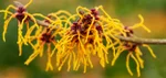 Mahonia / RHS Plant Guide