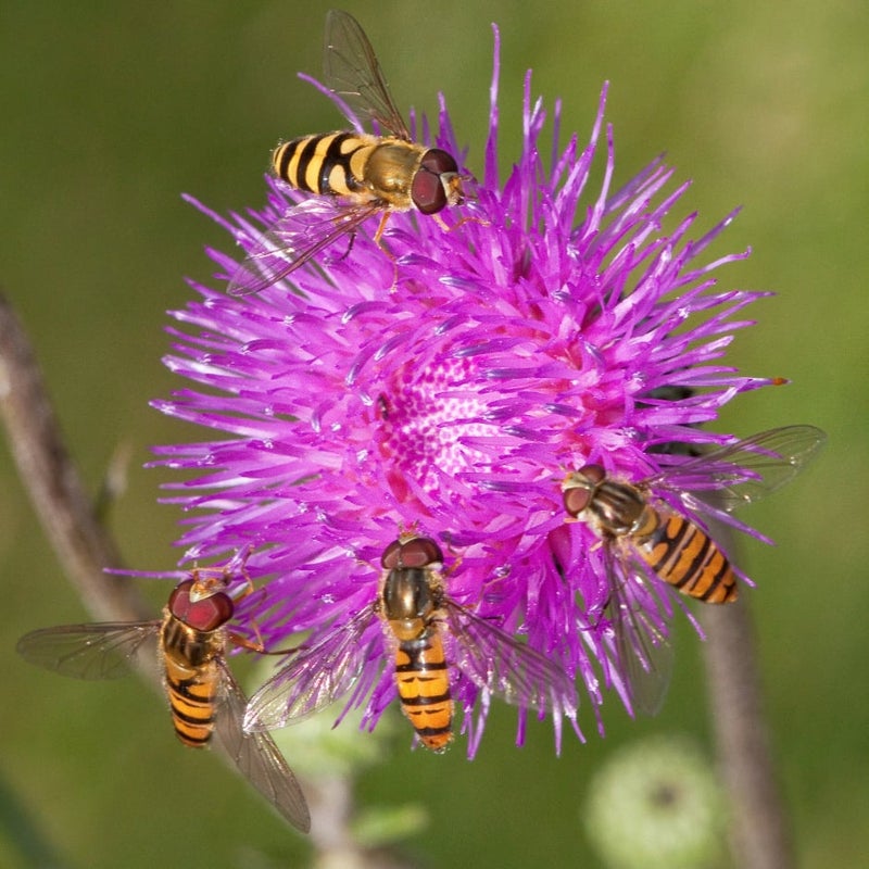 Hoverflies: Identification & Control | RHS Advice