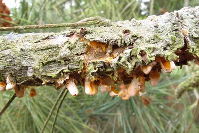 Rust diseases: Symptoms & Control | RHS Advice