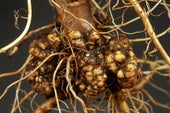 Club Root in Brassicas: Prevention & Treatment | RHS Advice