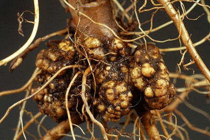 Leafy gall: Symptoms, Causes & Control | RHS Advice