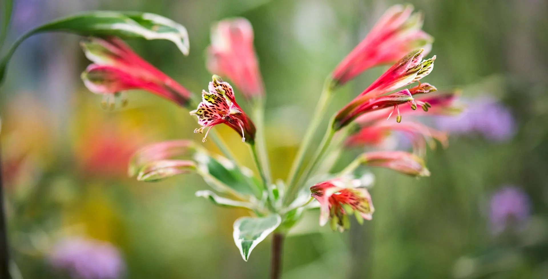 Alstroemeria (Peruvian lily) / RHS Plant Guide