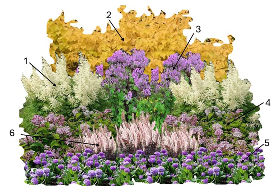 Damp Shade with Flower and Foliage Interest | RHS Advice