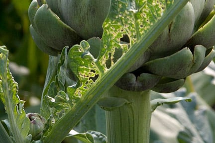 Capsid bugs | RHS Advice