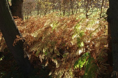 Bracken: Control Methods | RHS Advice