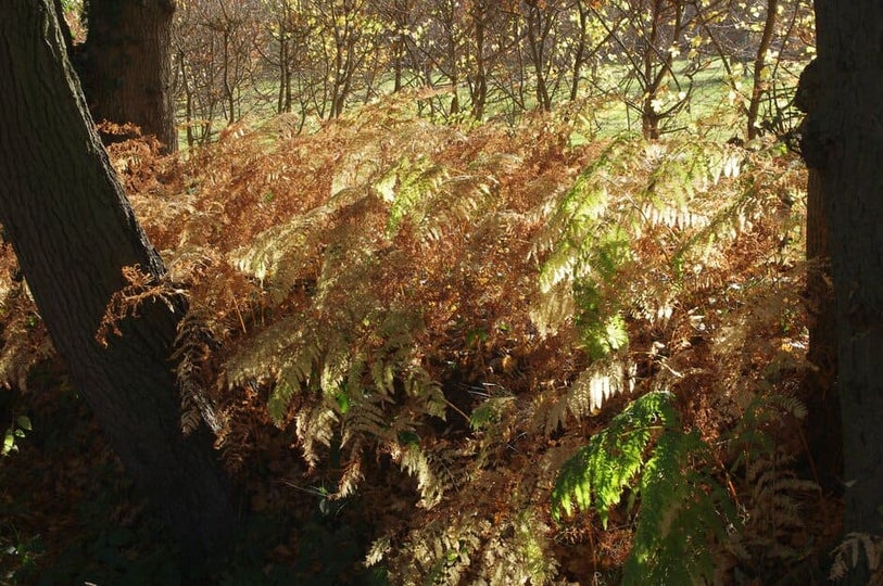 Bracken: Control Methods | RHS Advice