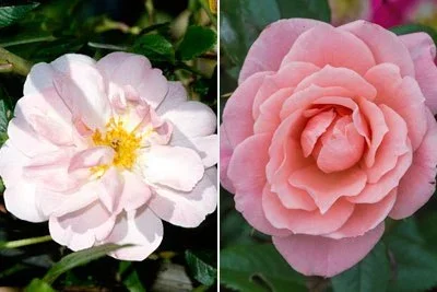Climbing roses / RHS Plant Guide