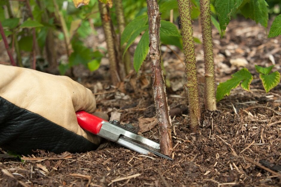 How to grow raspberries | RHS Guide
