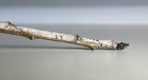 Apple Powdery Mildew: Symptoms and Care | RHS Advice