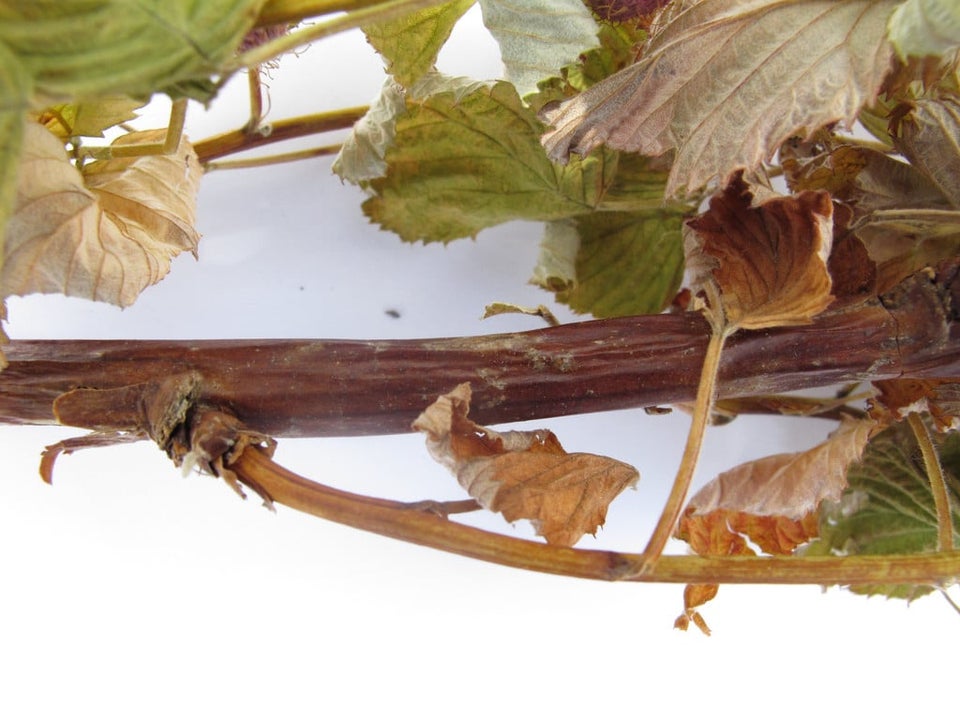 Raspberry cane blight: Symptoms & Control | RHS Advice
