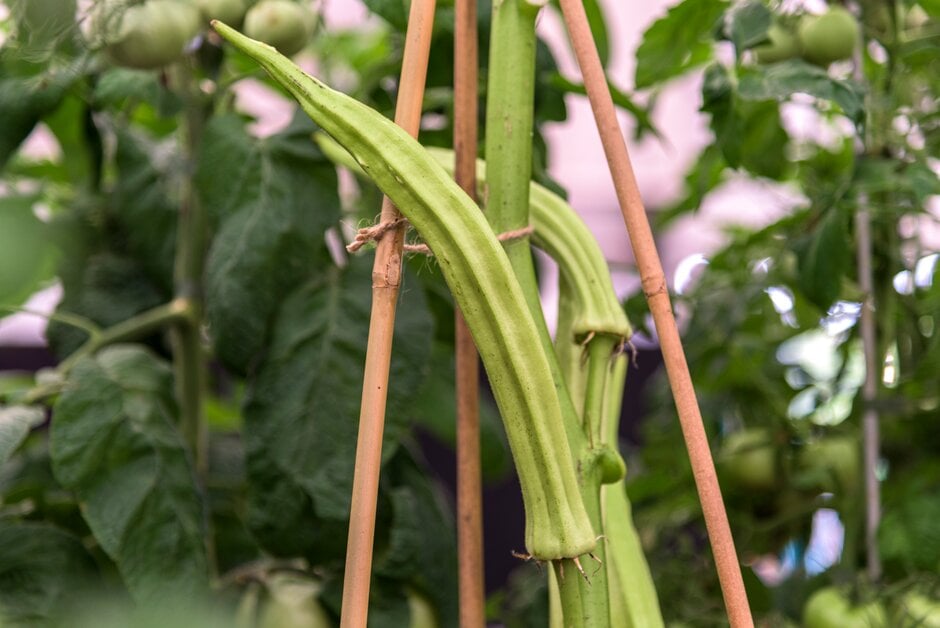How to grow Okra | RHS Guide