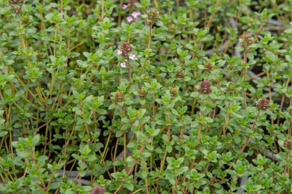 How to grow Thyme | RHS Guide