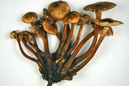 Honey fungus: Symptoms, Causes & Control | RHS Advice