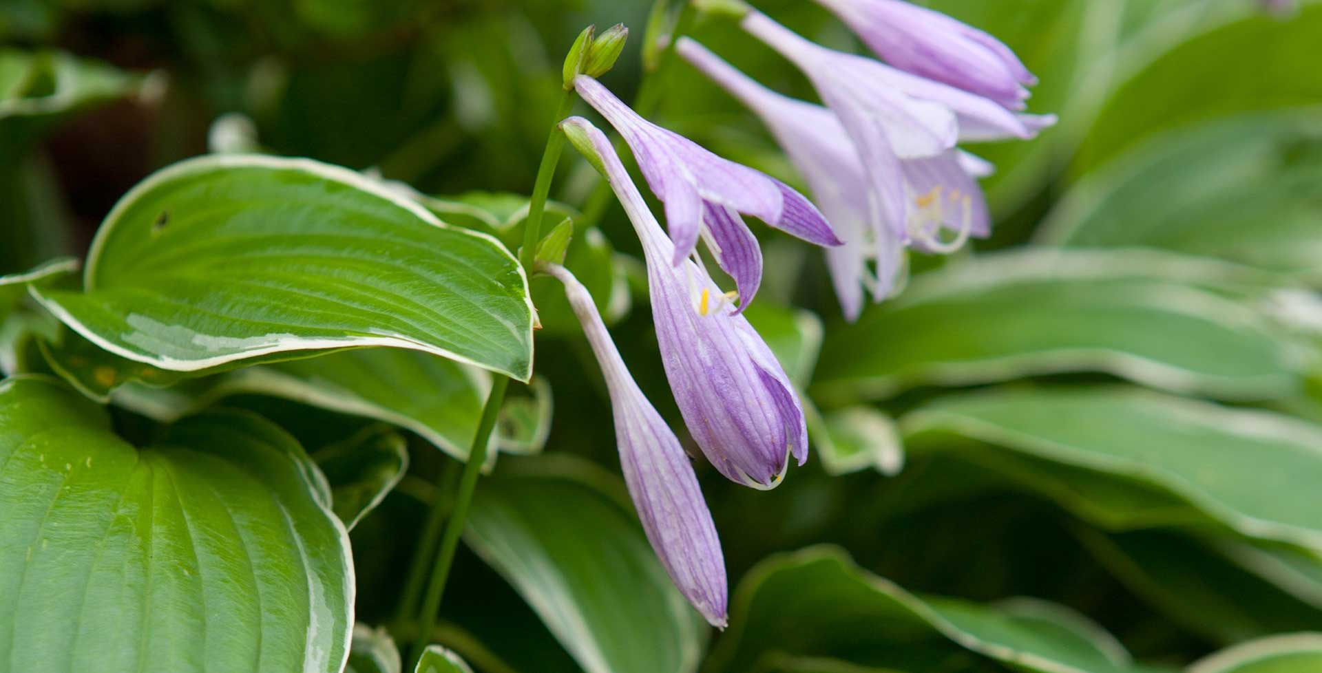 Hosta (Plantain lily) / RHS Plant Guide