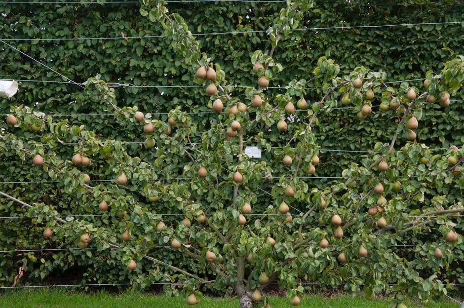 How to grow pears | RHS Guide