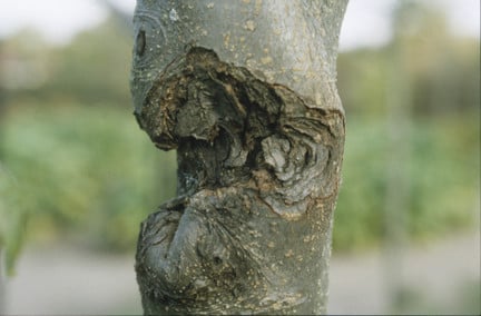Apple tree problems: FAQs | RHS Advice