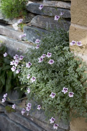 How to grow alpines / RHS Growing Guide