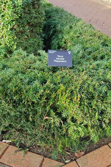 Box Alternatives for Healthy Hedges | RHS Advice
