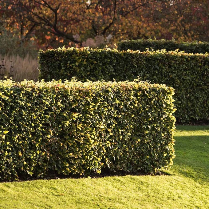 Box Alternatives for Healthy Hedges | RHS Advice