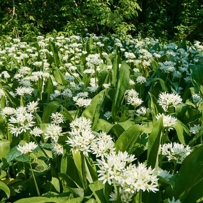 Wild Garlic | RHS Advice