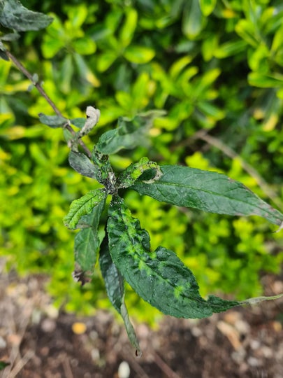 Aphids on Buddleja: Symptoms and Solutions | RHS Advice