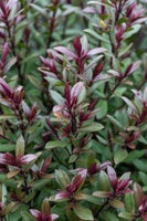 Box Alternatives for Healthy Hedges | RHS Advice