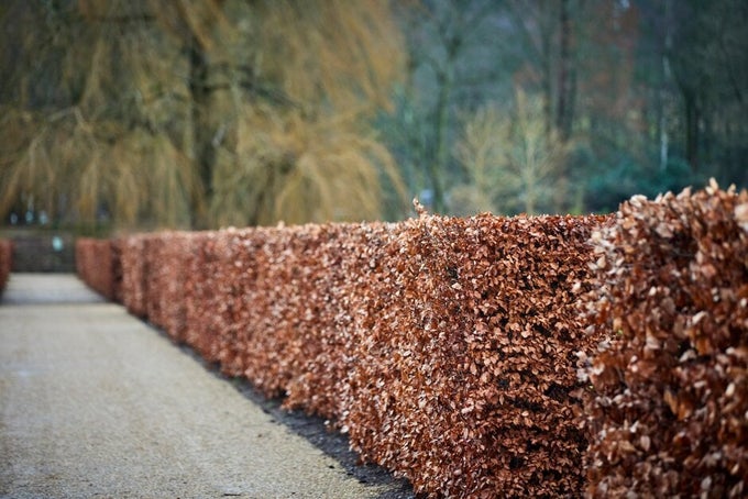 Hedges: Selection Tips | RHS Advice