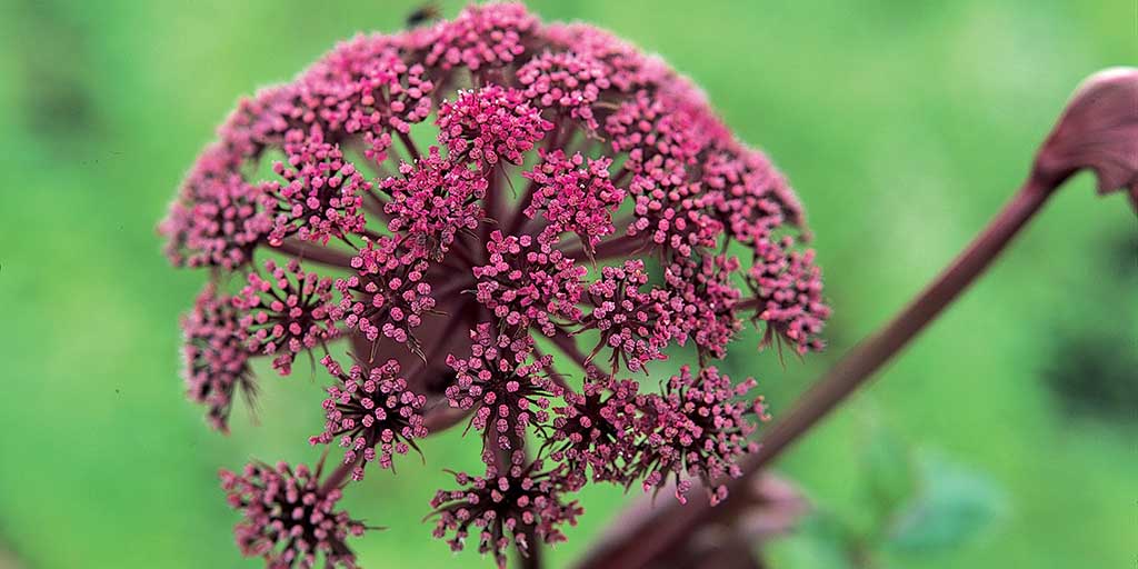 Angelica / RHS Plant Guide